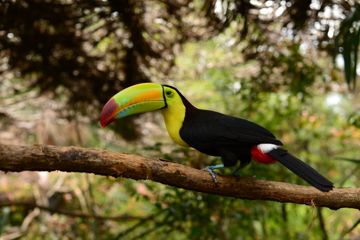Birdwatching in Belize - Enjoy Belize